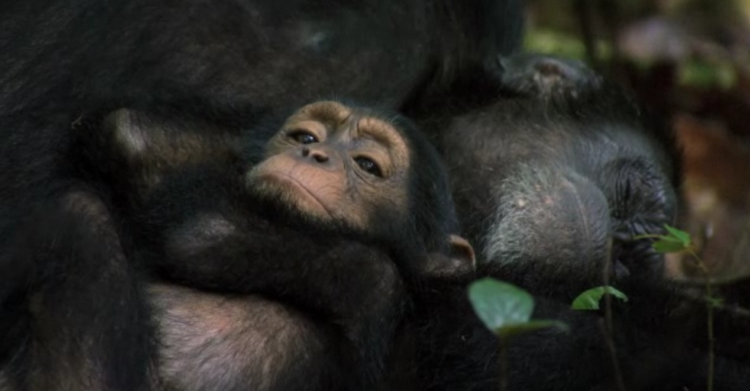 Disneynature’s ‘Chimpanzee’ Theatrical Trailer & Poster