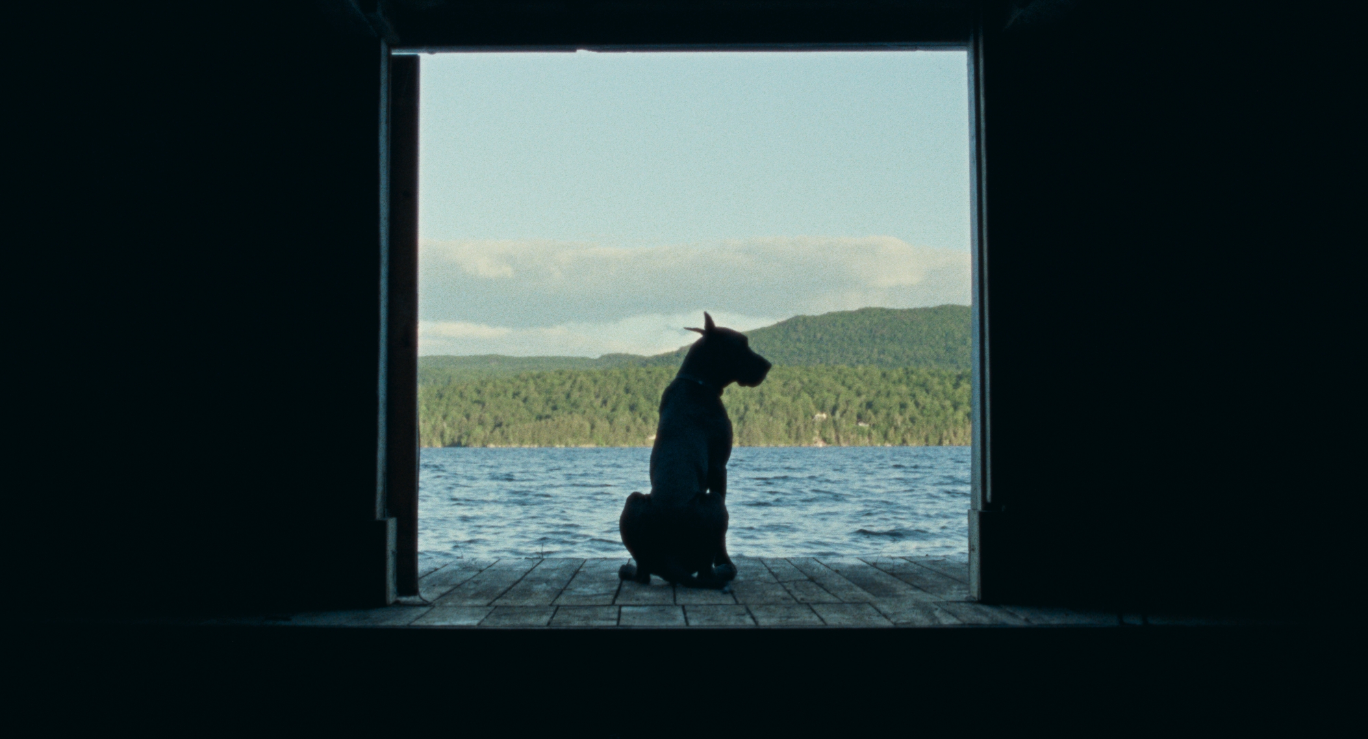 Harley Chamandy on Allen Sunshine, Shooting on 16mm, and Finding ...