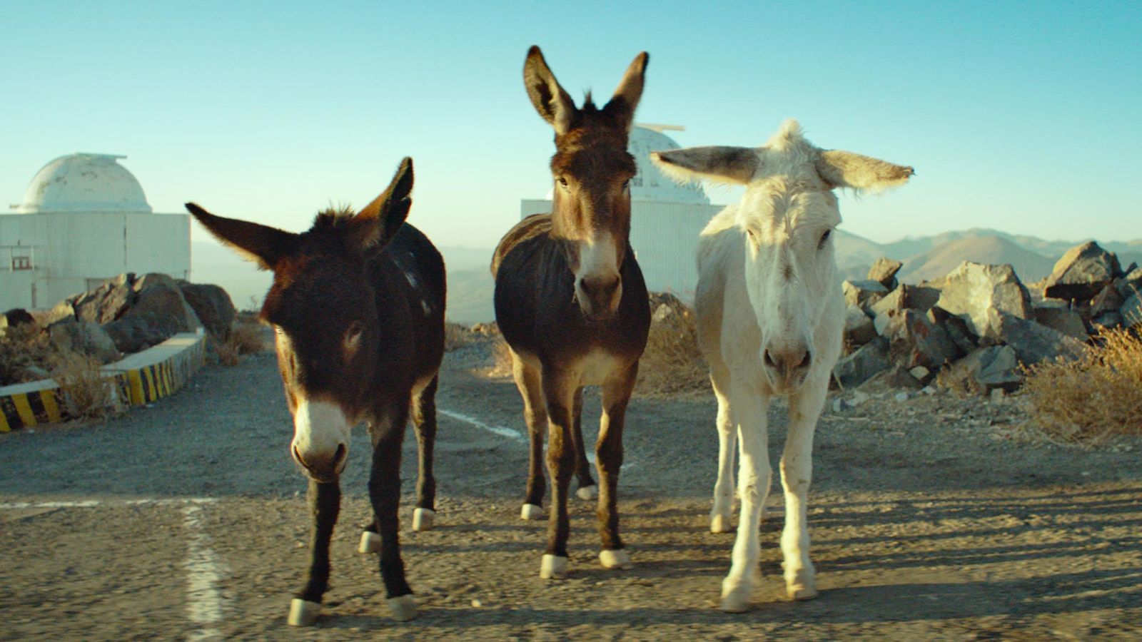 Atom Egoyan and Alison McAlpine Discuss the Oscar-Contending Perfectly ...